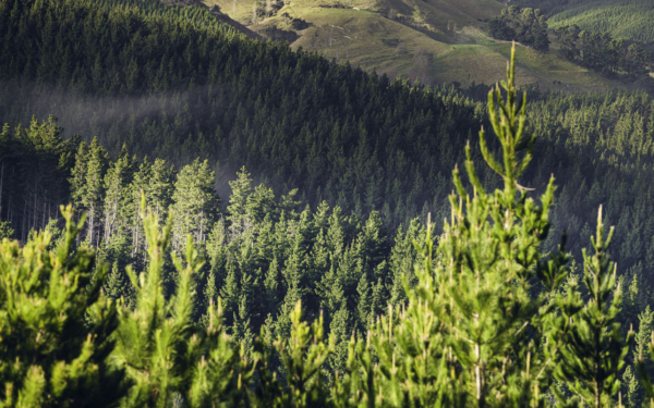 Radiata pine: The muscle tree